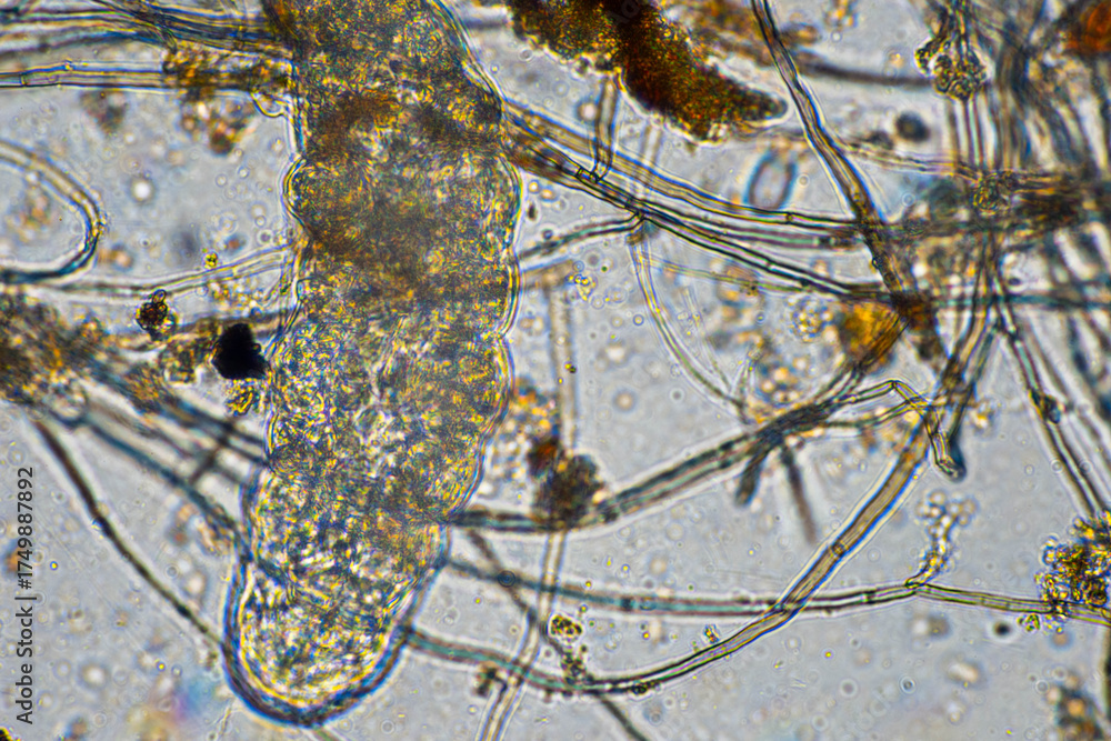 tardigrade soil microorganisms including nematode, and rotifers a soil ...