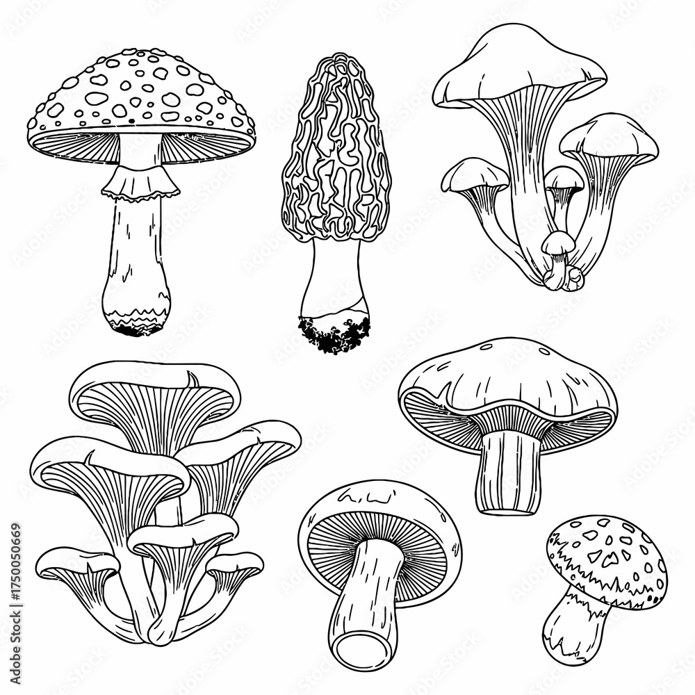 Image vectorielle Stock Detailed outline drawing of seven different ...