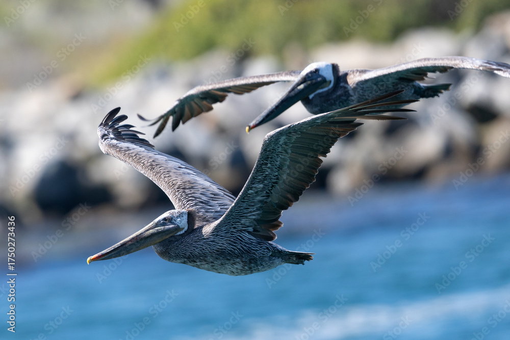 Brown pelican flying in beautiful light, seen in the wild in North ...