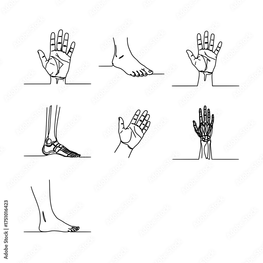 Vector de Stock Illustration depicting various anatomical views of the ...