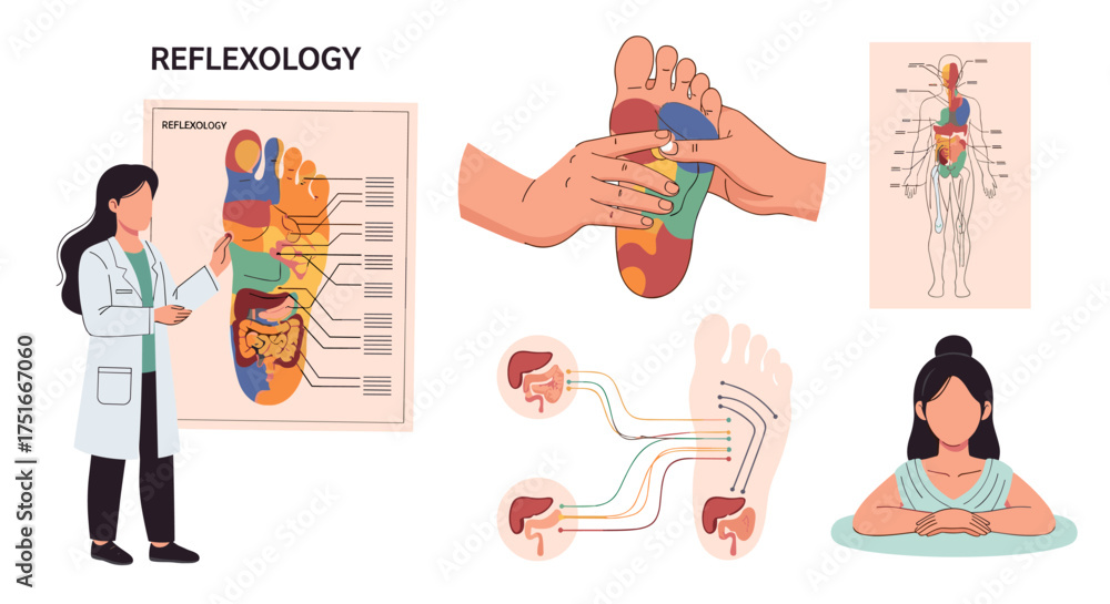 Understanding Reflexology Principles and Foot Zones for Holistic Well ...