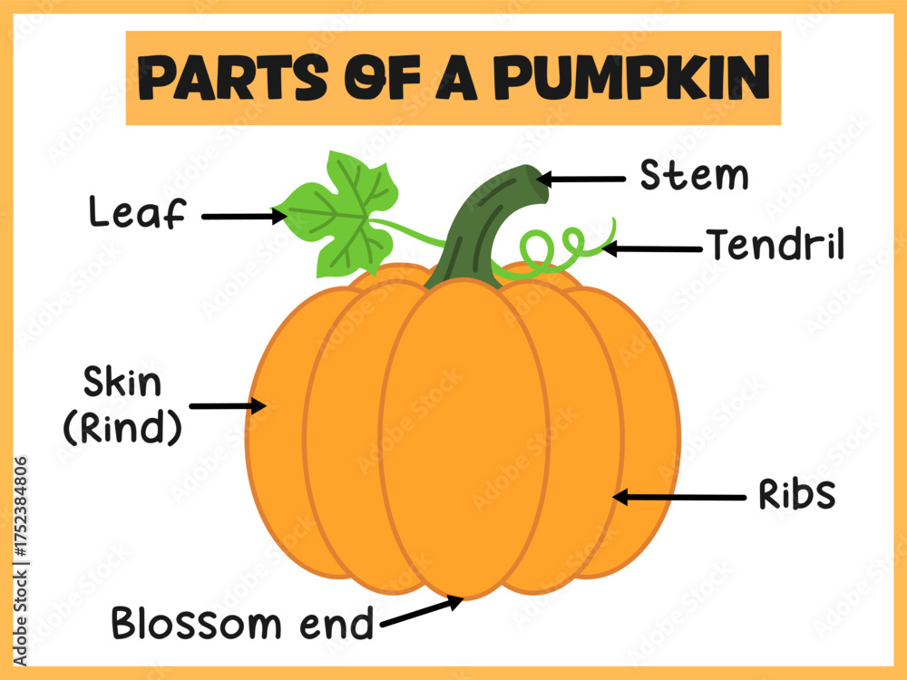 Parts of a pumpkin (outside) labeling diagram poster for kids Stock ...