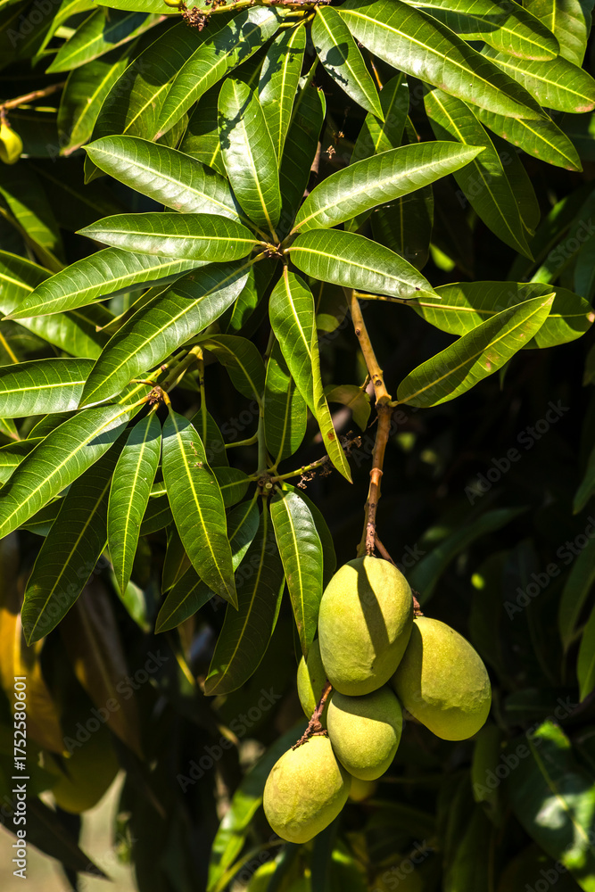 Mango is the fruit of the mango tree (Mangifera indica L.), a fruit ...