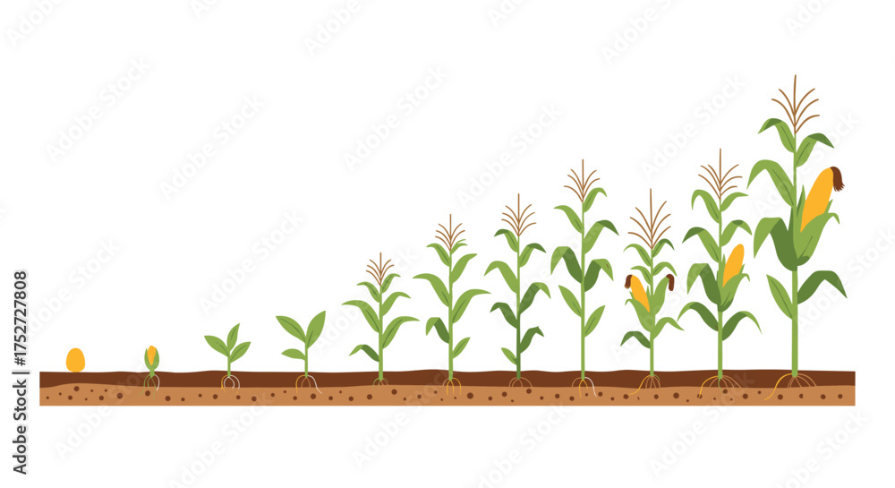 The growth stages of a corn plant from seedling to mature harvest ...