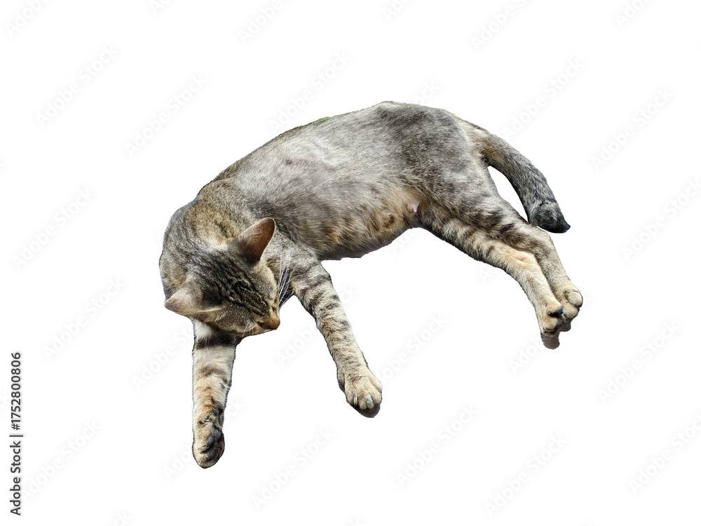 PNG file A peaceful cat in grey color lying down on the ground on ...