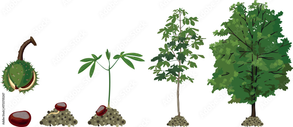 Life cycle of horse chestnut tree (Aesculus hippocastanum). Growth ...