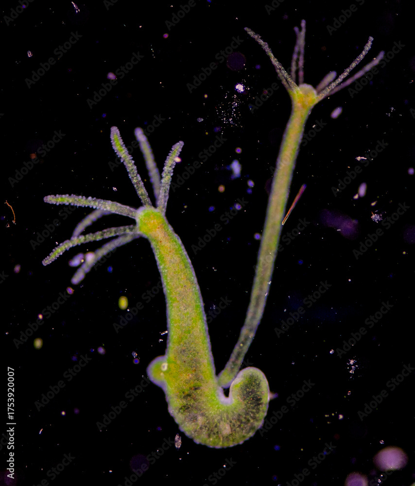Foto Hydra is a genus of small, fresh-water animals of the phylum ...