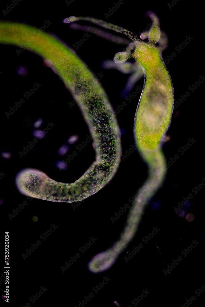 Foto Hydra is a genus of small, fresh-water animals of the phylum ...