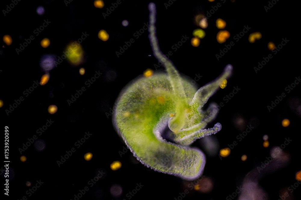 Hydra is a genus of small, fresh-water animals of the phylum Cnidaria ...
