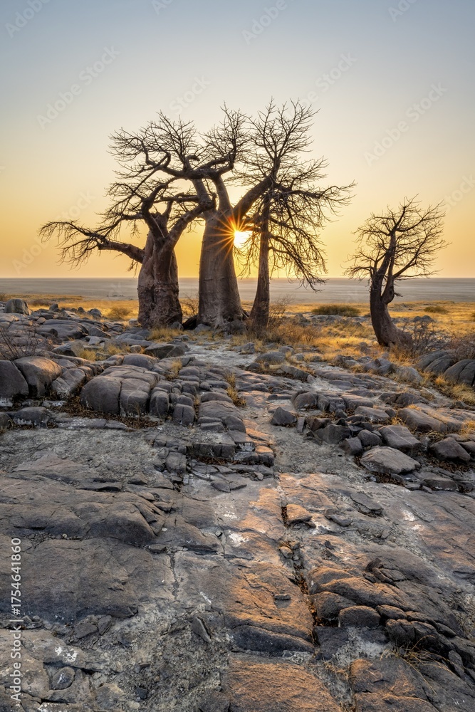 African baobab (Adansonia digitata), several trees at sunrise, sun star, Kubu Island (Lekubu ...