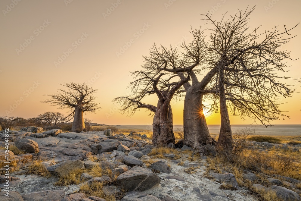 African baobab (Adansonia digitata), several trees at sunrise, sun star ...