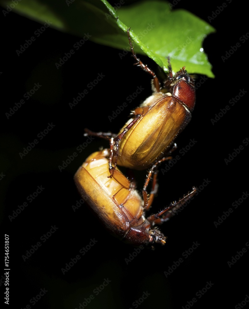 Leaf horned beetle (Scarabaeidae), two beetles mating, tropical ...