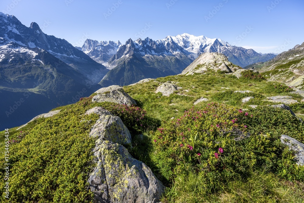 Photo Stock Mountain landscape with alpine roses, mountain panorama of ...