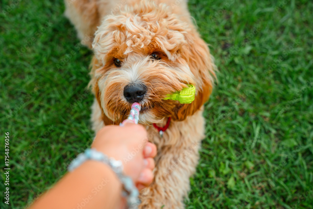 Curly brown goldendoodle dog of breed Cavapoo plays with a toy, holds ...