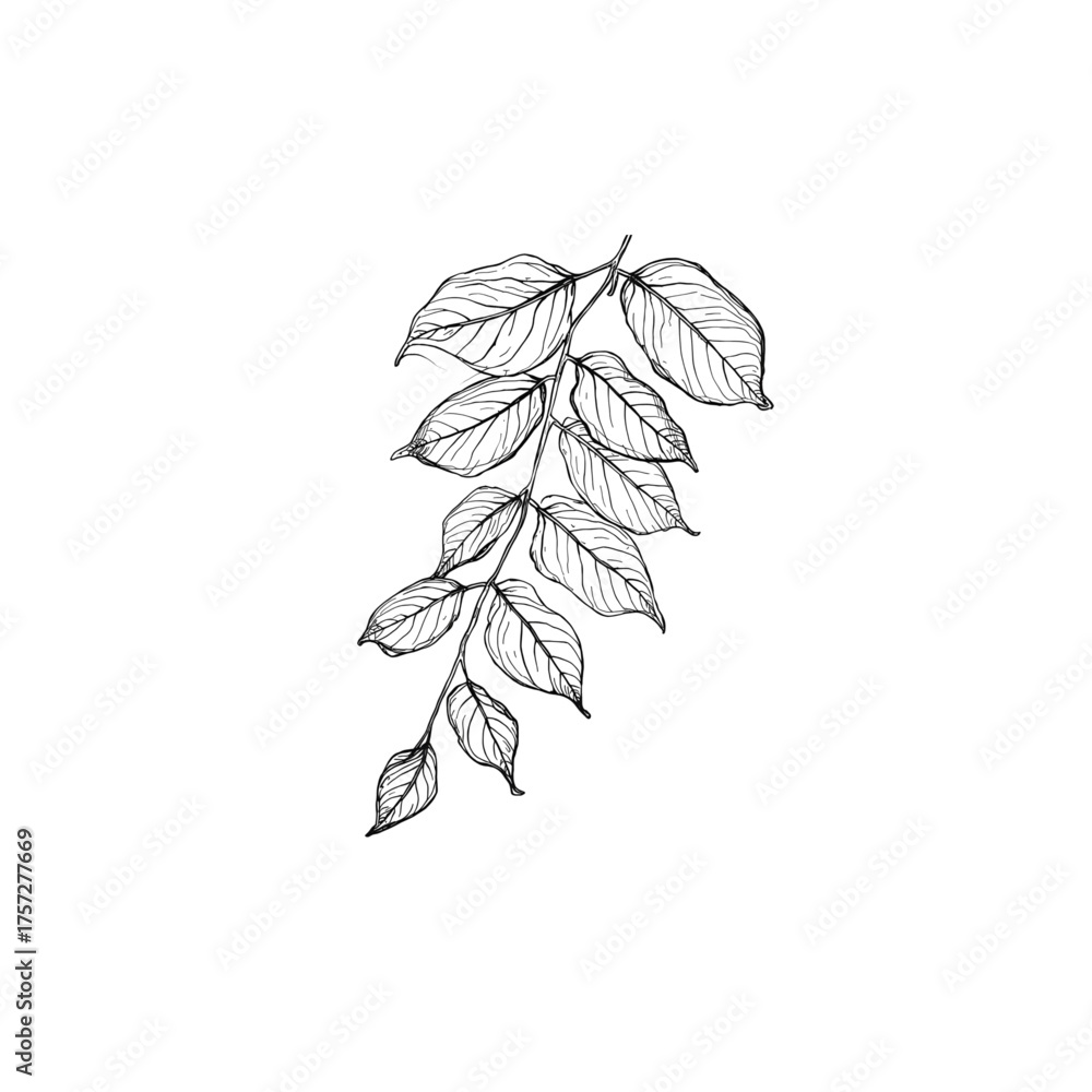 Detailed monochrome drawing of a branch with multiple leaves hanging ...