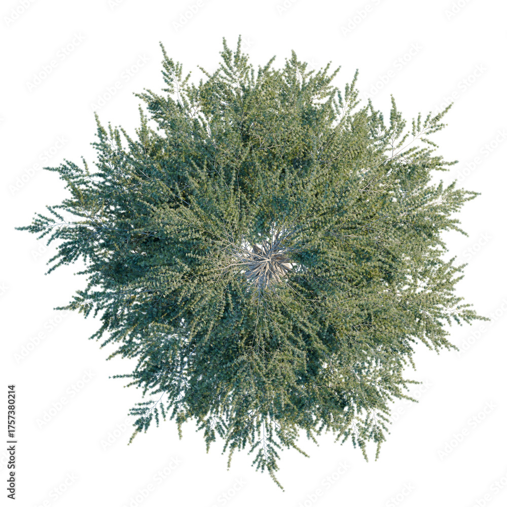 Foto de Stock Cedrus libani tree plan, top view, cutout, transparent ...
