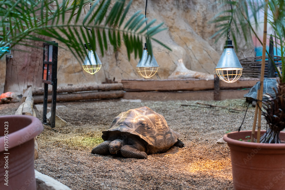 Giant tortoise in outdoor terrarium enclosure with heat lamps, palm ...