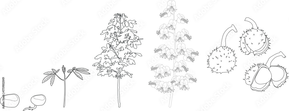 Coloring page with life cycle of horse chestnut tree (Aesculus ...