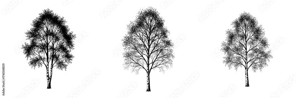 Vector de Stock Three black and white stylized illustrations of birch ...