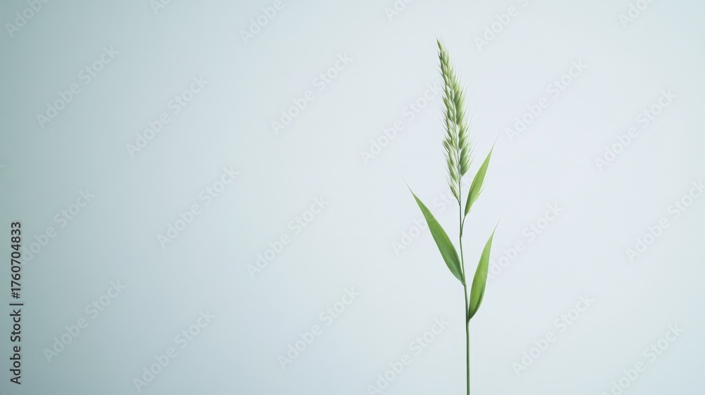 Green plant stem with elongated spike against a plain background in ...