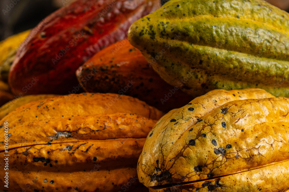 Peruvian cacao cultivated by native communities of Alto Mayo in the ...