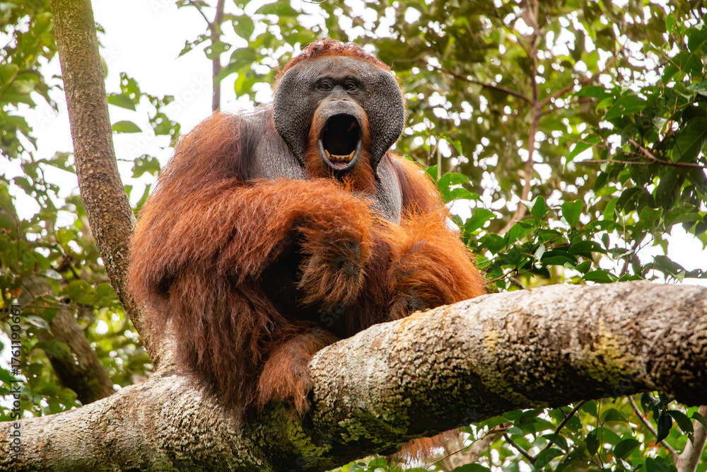 Huge male Orange Borneon orangutan Pongo pygmaeus sits on a tree branch ...