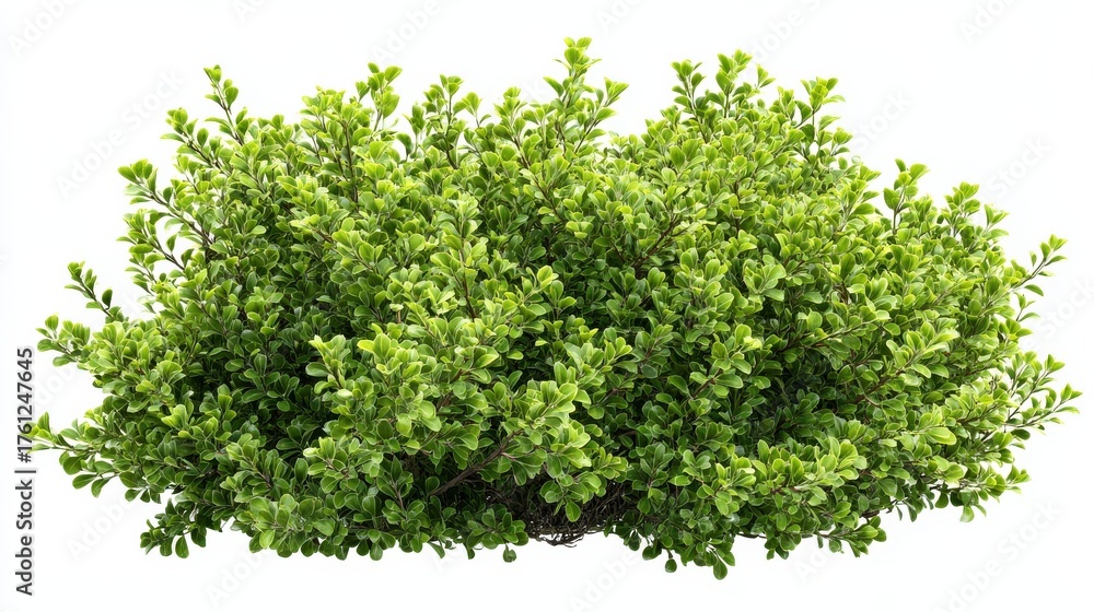 a healthy dense boxwood shrub with small rounded leaves isolated on ...