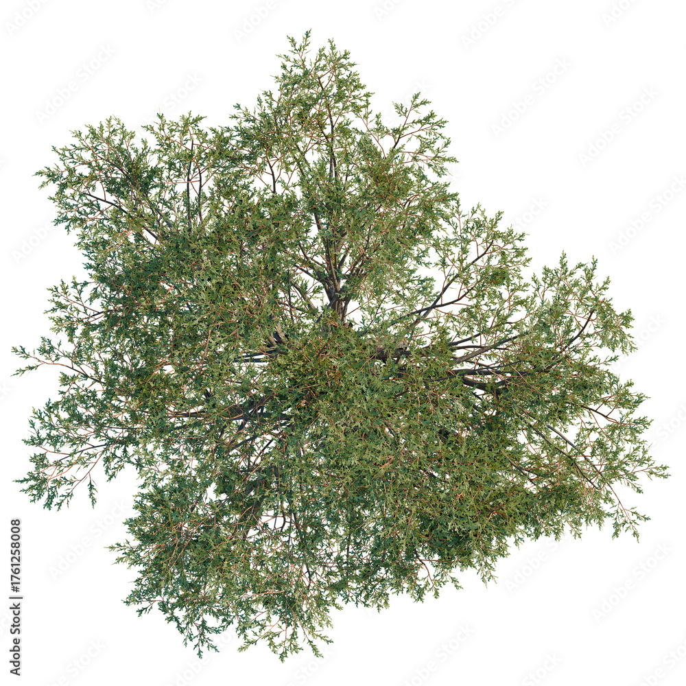 Juniperus scopulorum trees plan, top view, cutout, transparent ...