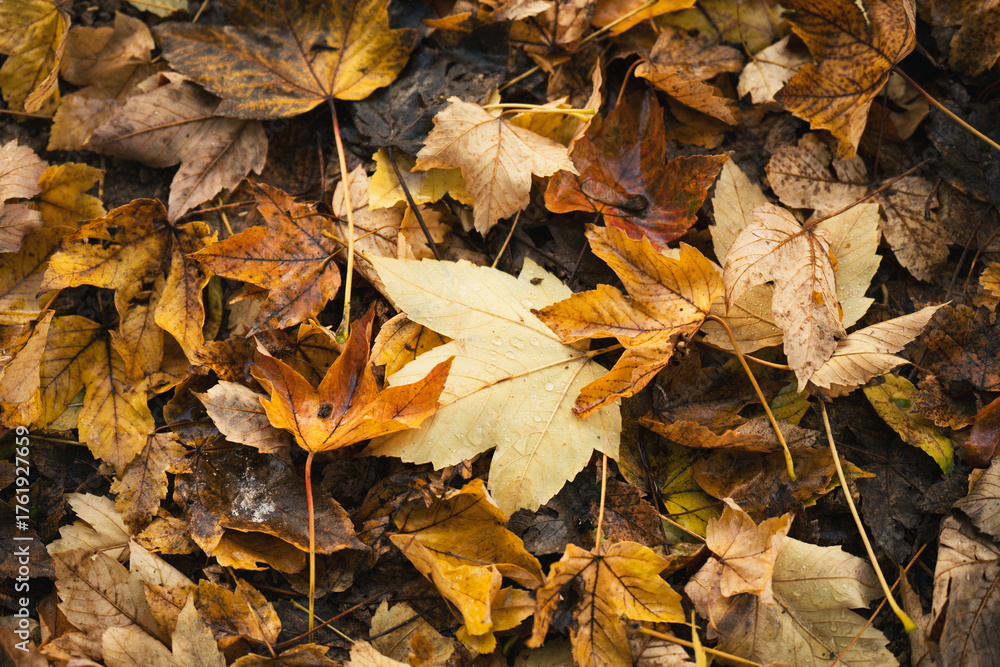 Photo Stock Texture de feuilles mortes sur le sol après la pluie en ...