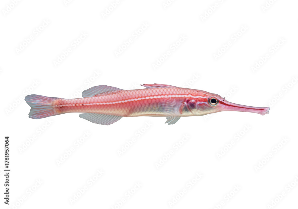 Isolated, slender reef fish Aulostomus chinensis, trumpetfish, with a ...