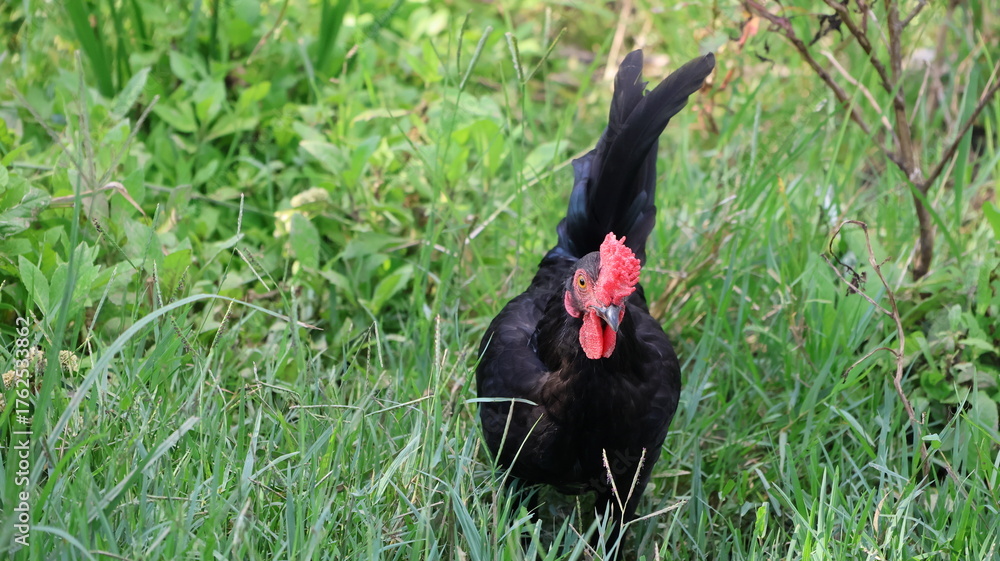 chicken, pollo, rooster, gallo, hen, gallina, farm, granja, poultry ...