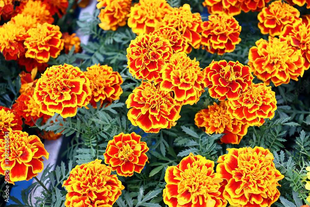 Stock-Foto „flor de cempasúchil (tagetes erecta) flor tradicional de ...