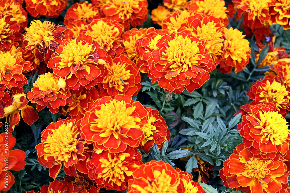 Photo Stock flor de cempasúchil (tagetes erecta) flor tradicional de ...