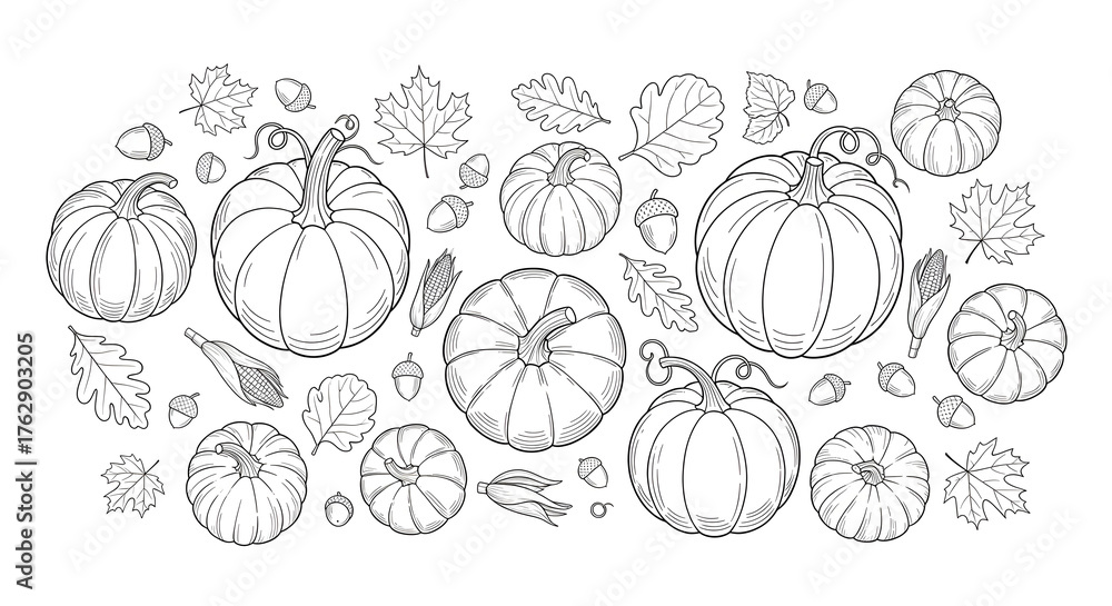 Autumn harvest line art with pumpkins, acorns, corn and leaves for ...