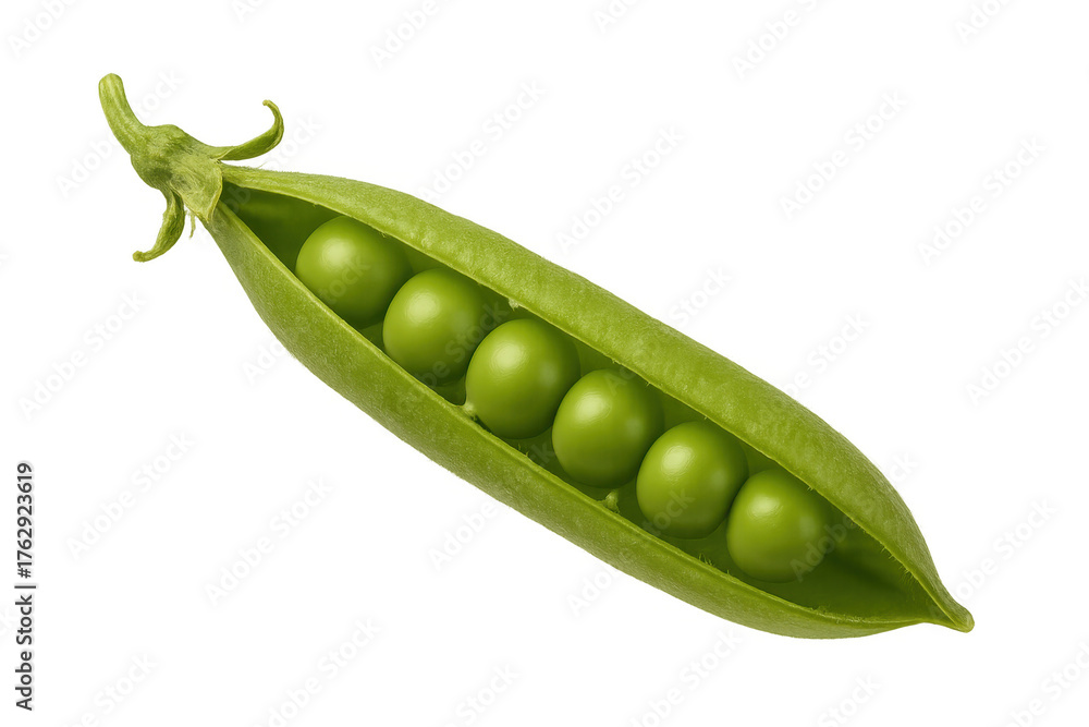Fresh green pea pod with individual peas, showing healthy organic whole ...