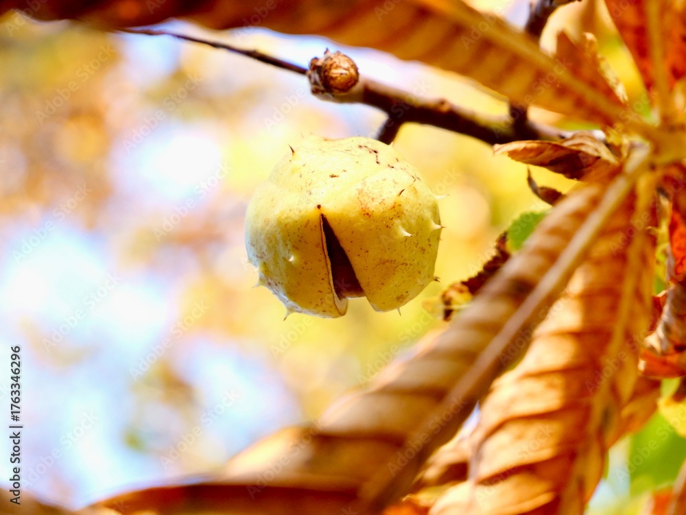 Conkers and leaves of the horse chestnut, also known as the European ...