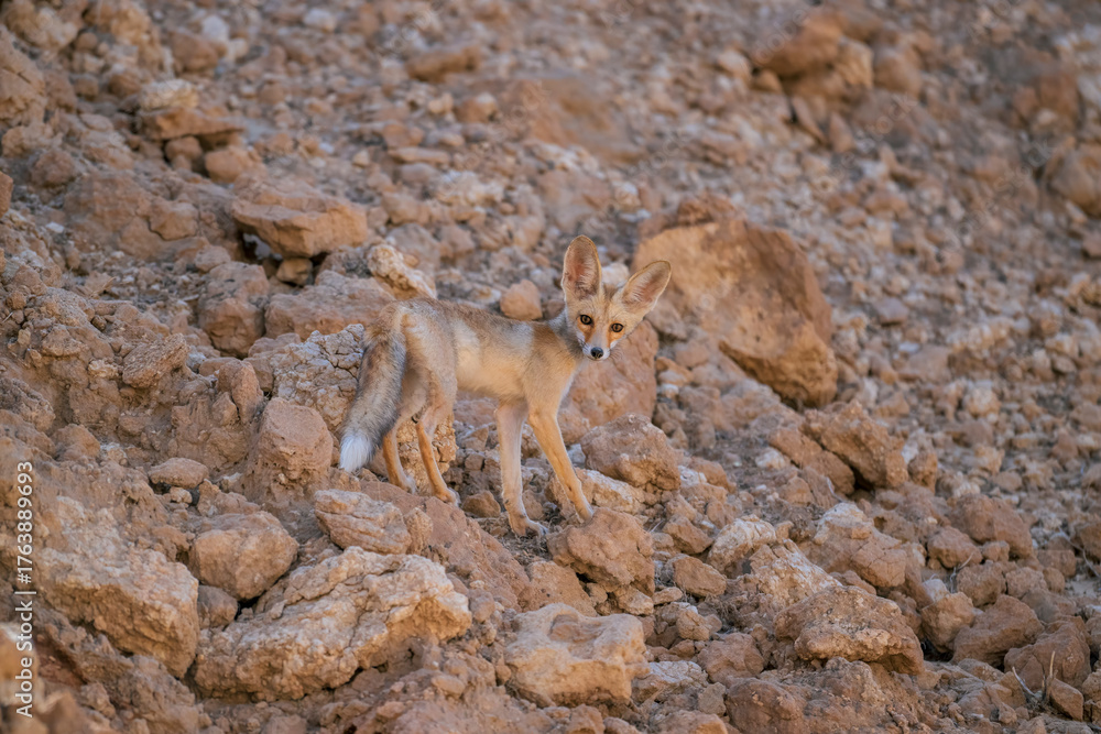 Stock-Foto „Arabian red fox called as desert fox, cute little wild ...