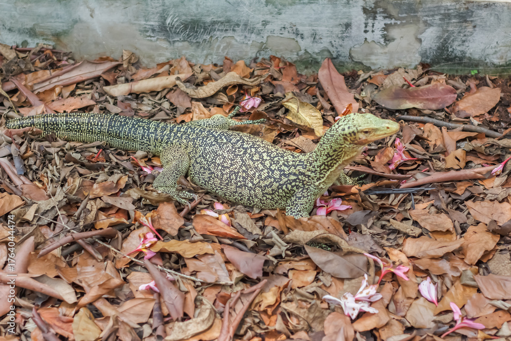 Banggai Island Monitor also known the quince monitor (Varanus melinus ...