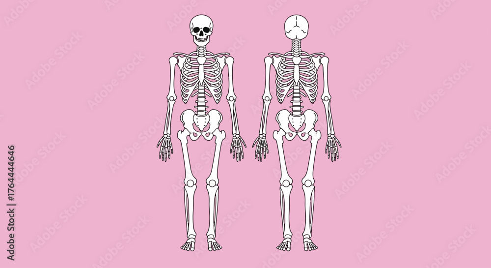 Praca wektorowa bez tantiem: Front and back view of a human skeletal ...