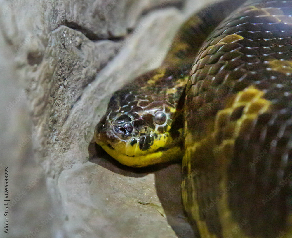The head of the Paraguayan anaconda, or southern anaconda, or yellow ...