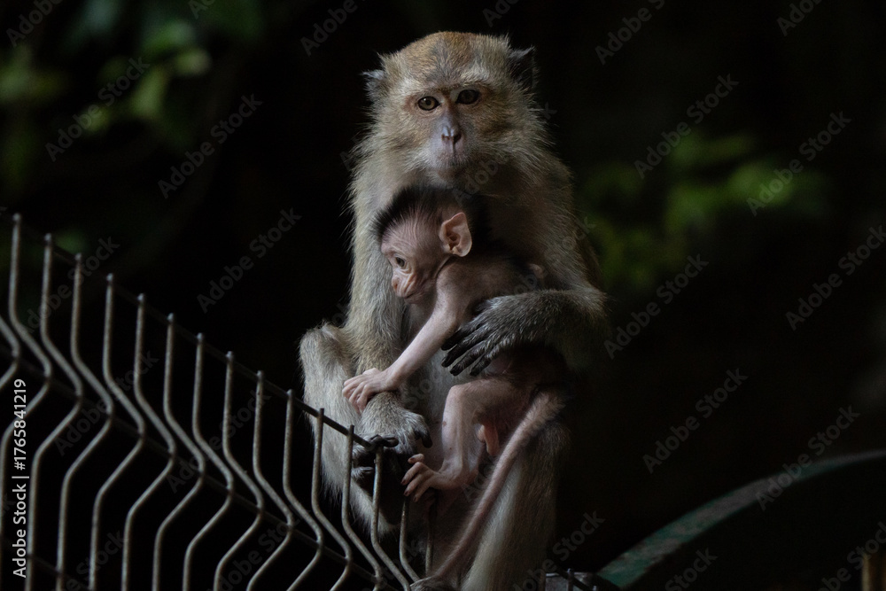 Female macaque with her baby, on the top of a gate in Batu Caves in ...