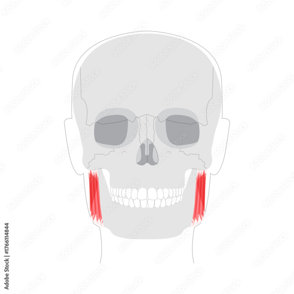 Image vectorielle Stock Masseter - Human chewing muscle shown in ...