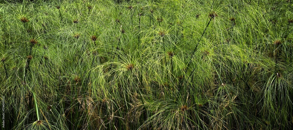 Lush green papyrus plants growing in a natural wetland environment ...