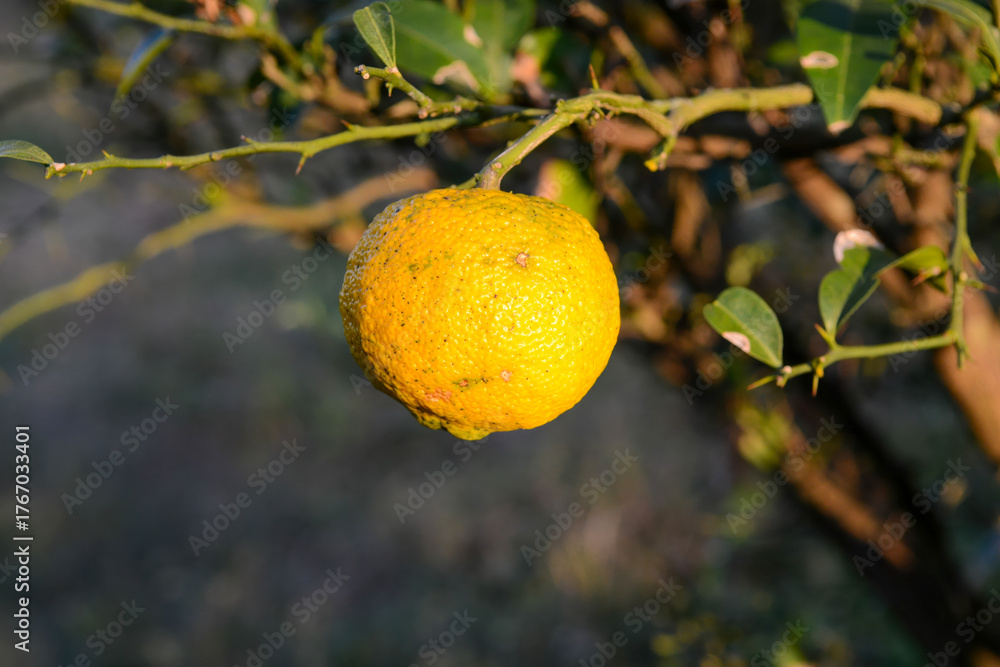 Photo Stock Citrus junos is an evergreen shrub with fragrant white ...