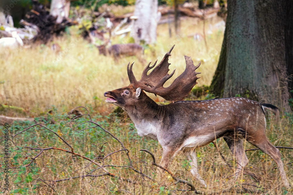 Majestic male fallow deer stag with large antlers braying in the mating ...