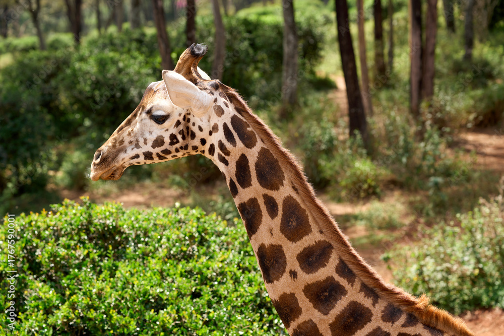 Nairobi, Kenya - October 18th 2025 - Giraffe Center Stock Photo | Adobe ...