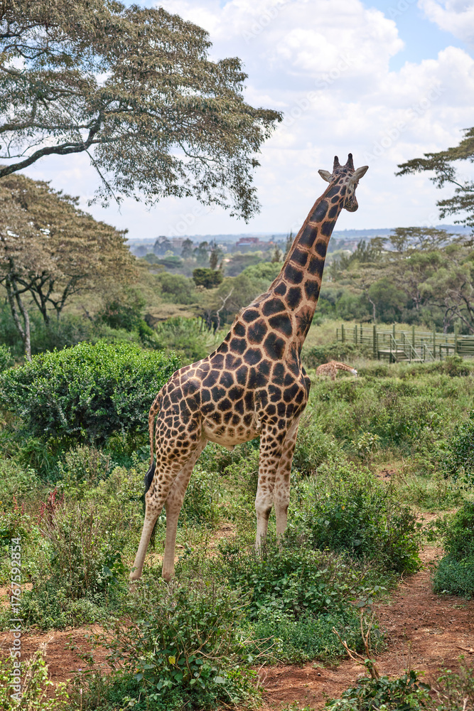 Fotografie Nairobi, Kenya - October 18th 2025 - Giraffe Center ve ...