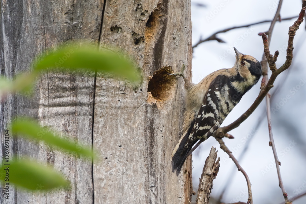 Lesser Spotted Woodpecker (Dryobates minor) female pecking a hole in a ...