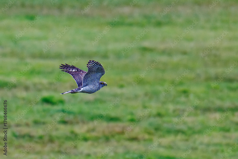 Habicht (Accipiter gentilis) im Flug bei der Jagd Stock Photo | Adobe Stock