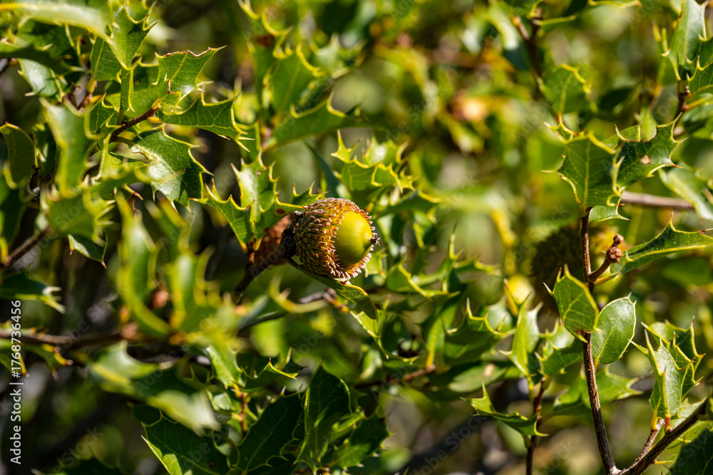 Quercus coccifera, the kermes oak or commonly known as Palestine oak ...
